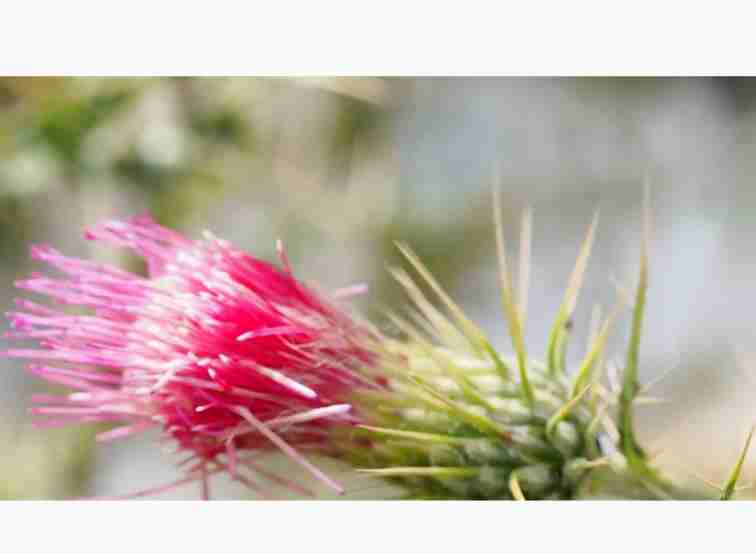 Solved Flutter Video Player Easy Implementation With Practical Example Let Me Flutter