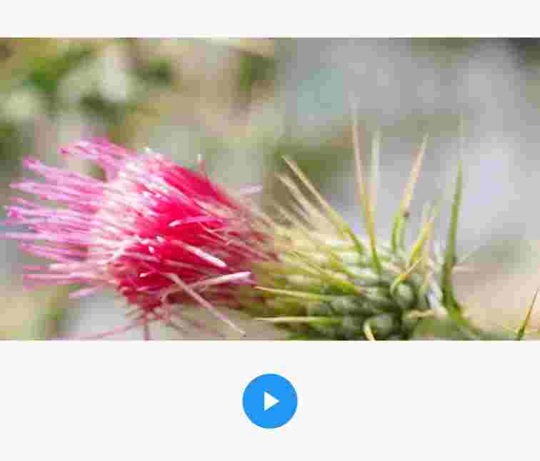 How To Play Video In Flutter App Flutter Easy Guide Let Me Flutter