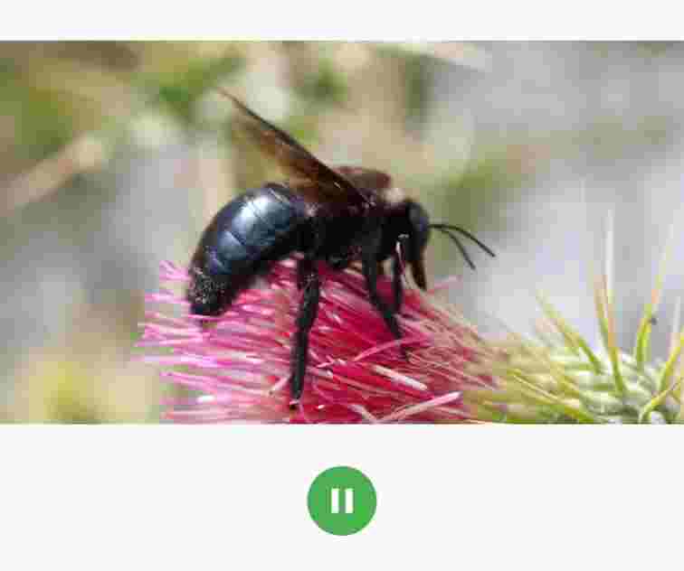 How To Pause Video In Flutter App Flutter Easy Guide Let Me Flutter 4820